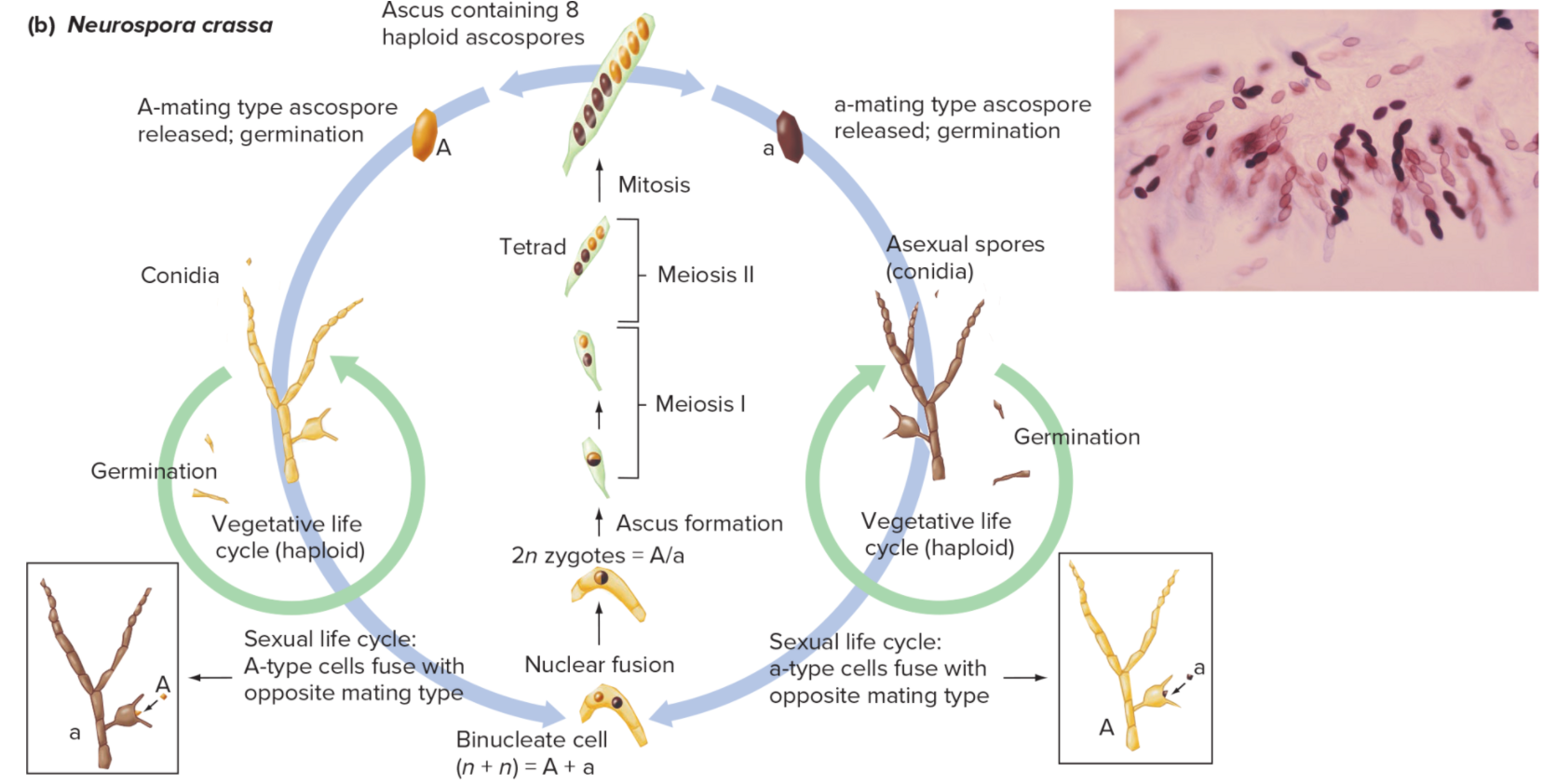 Solved 14. Haploid Saccharomyces cerevisiae (budding yeast) | Chegg.com