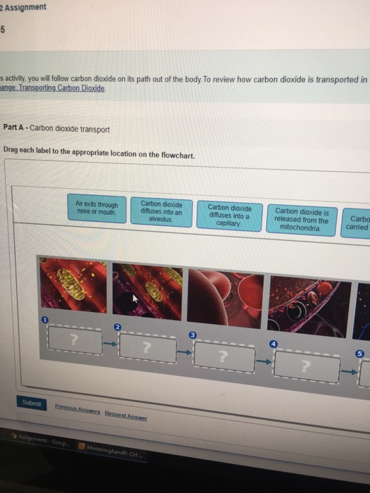 Solved 2 Assignment s activity, you will follow carbon | Chegg.com