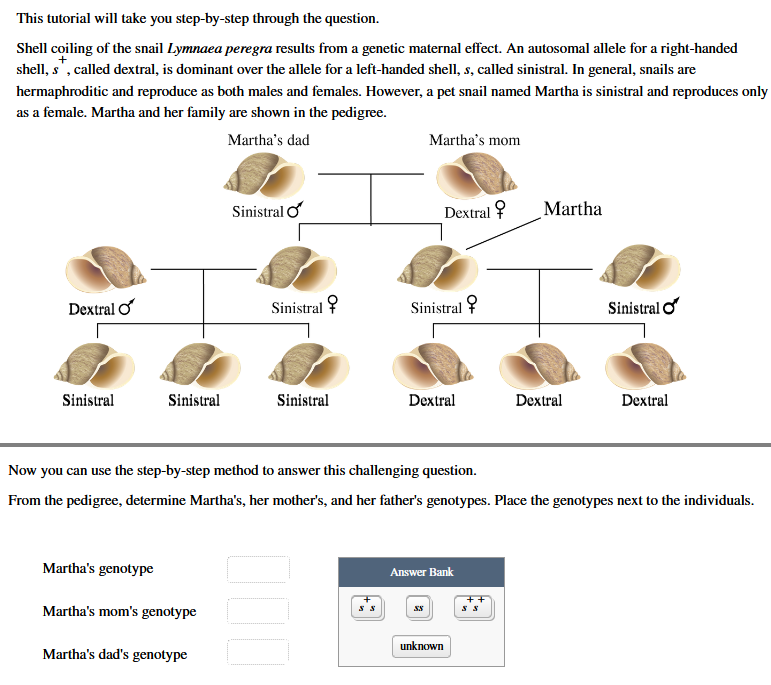 This tutorial will take you step-by-step through the | Chegg.com