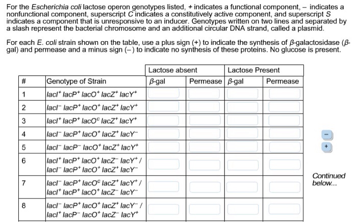 For the Escherichia coli lactose operon genotypes | Chegg.com