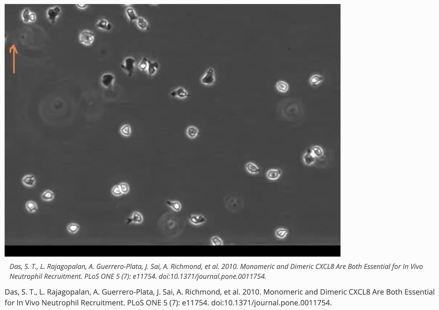 Solved Live cell microscopy is the most direct technique for | Chegg.com