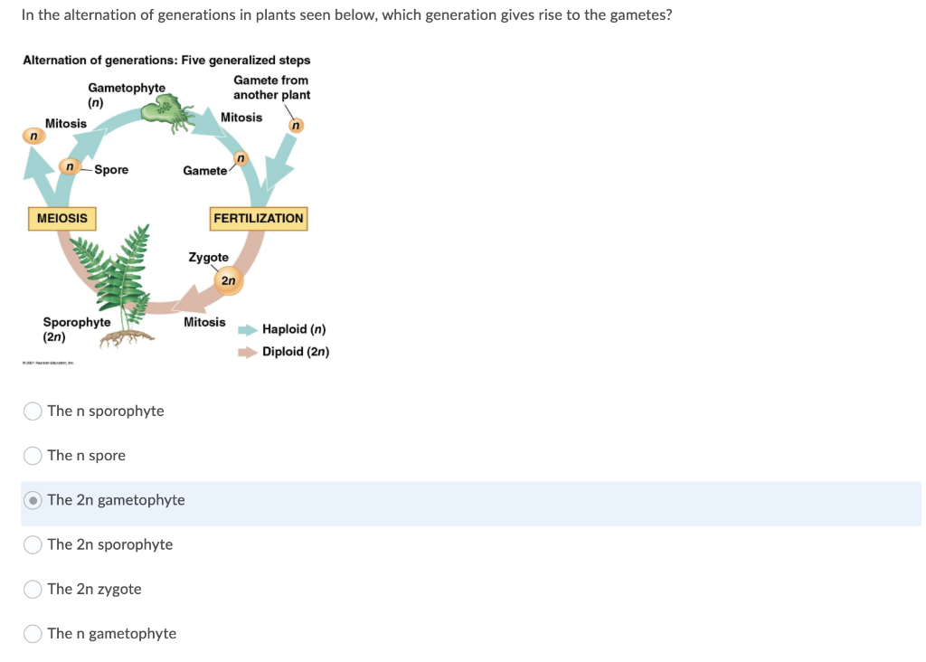 Solved In the alternation of generations in plants seen | Chegg.com