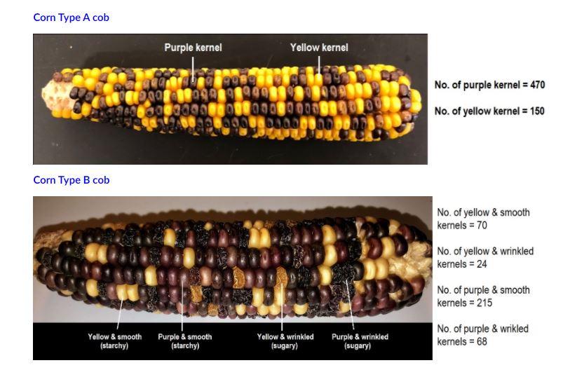 Solved Corn Type A cob Purple kernel Yellow kernel No. of | Chegg.com