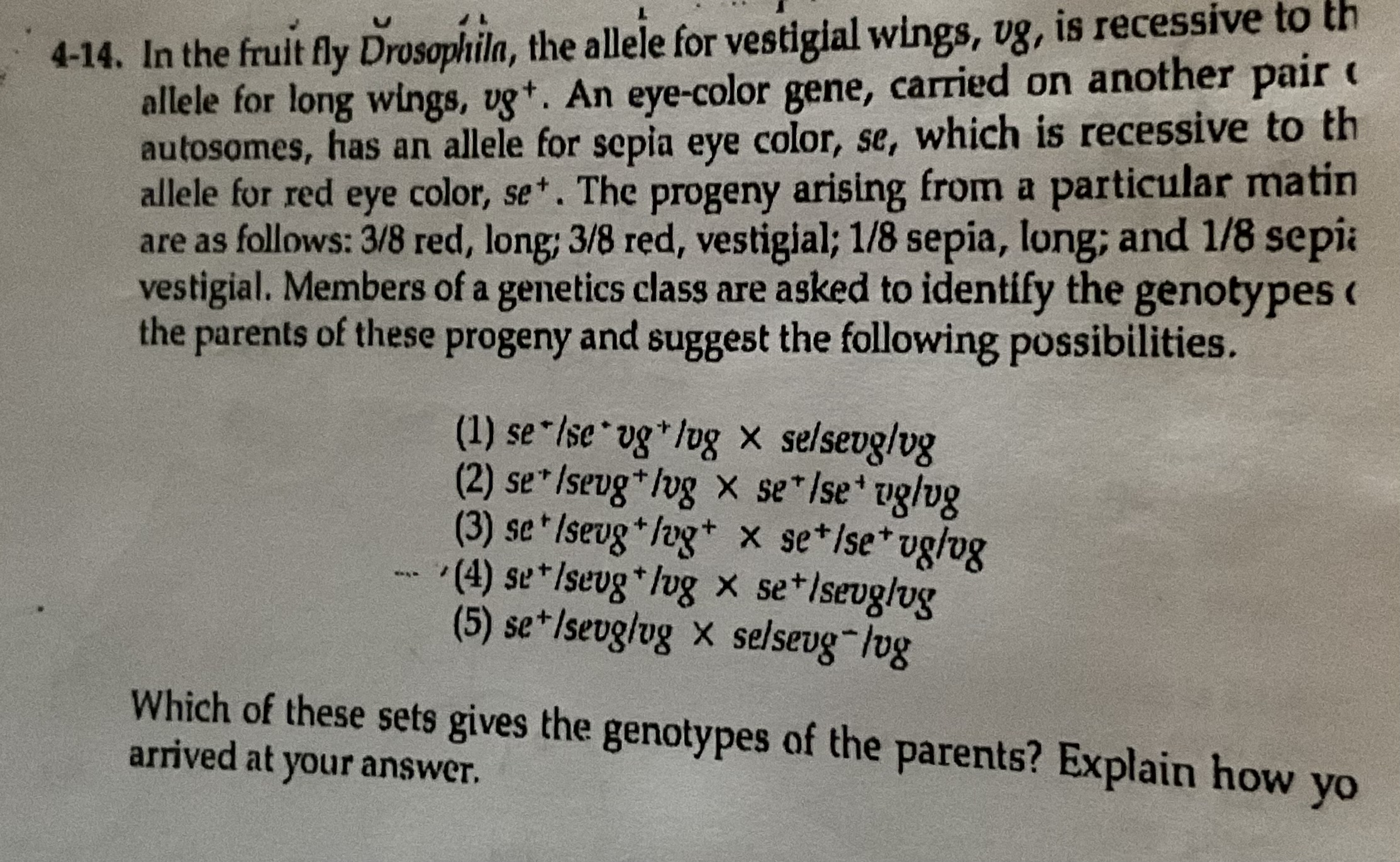 Solved allele for long wings, vg+. An eye-color gene, | Chegg.com