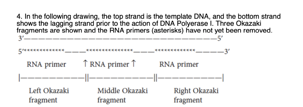 Solved 4. In the following drawing, the top strand is the | Chegg.com