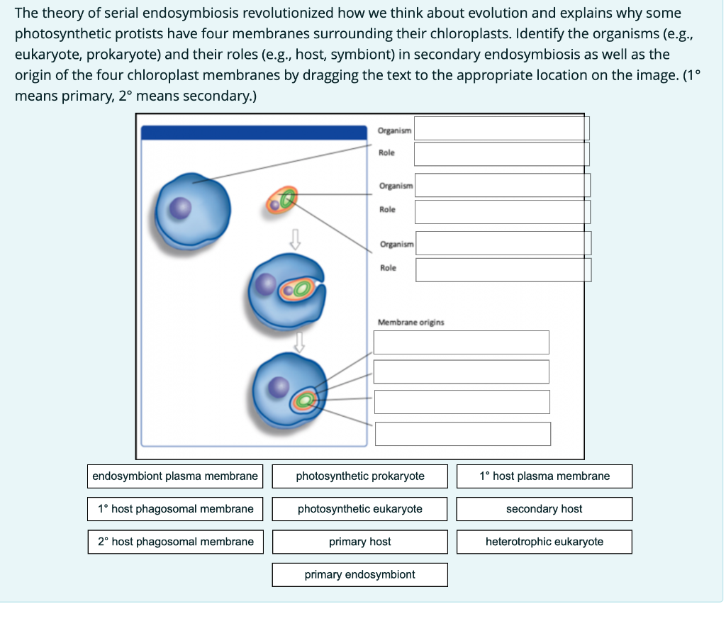 Solved The theory of serial endosymbiosis revolutionized how | Chegg.com