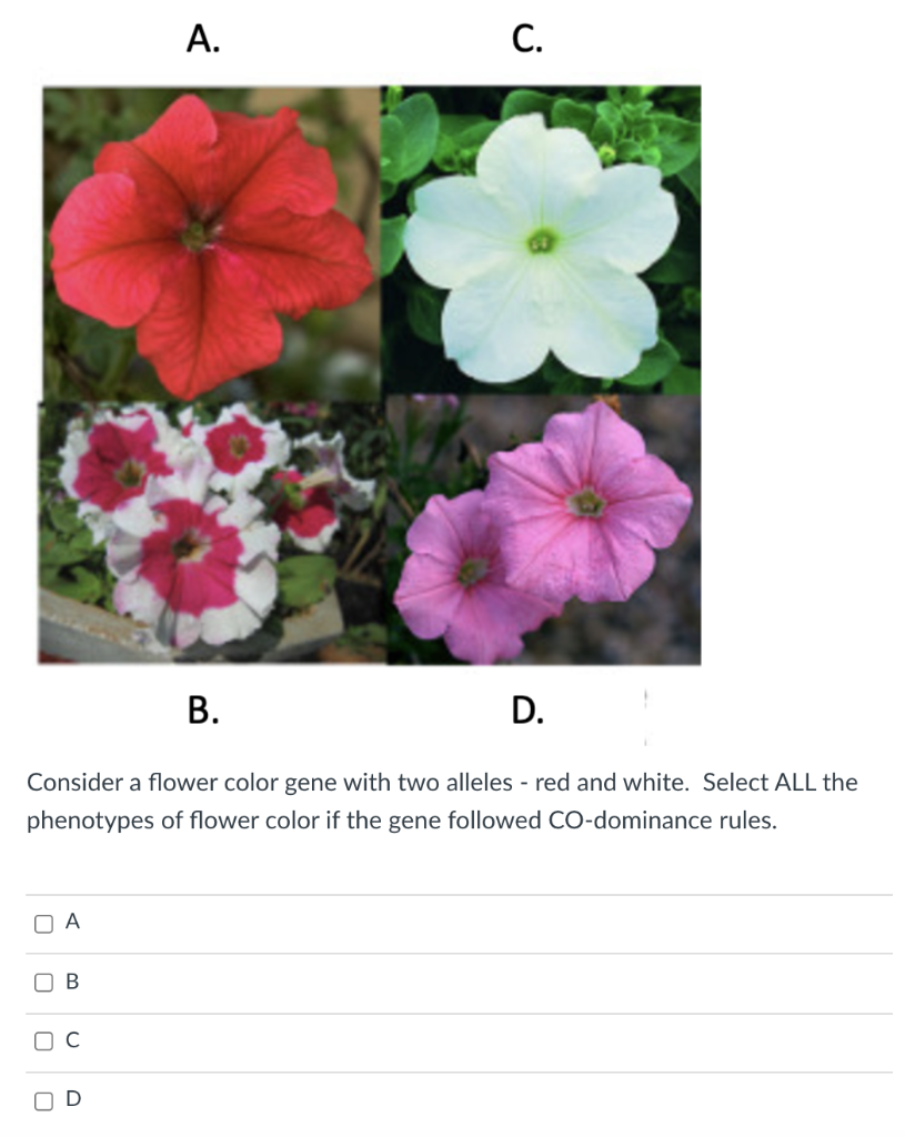 Solved A. C. B. D. Consider a flower color gene with two | Chegg.com