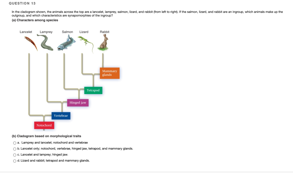 Solved QUESTION 13 In the cladogram shown, the animals | Chegg.com