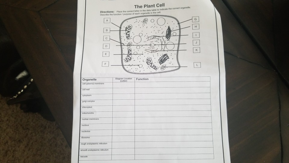 Solved The Plant Cell Directions: Place the correct letter | Chegg.com