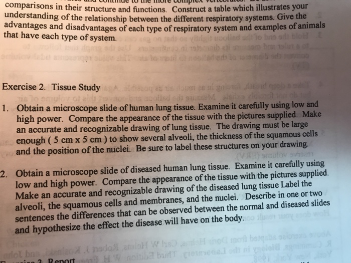 Solved Section Exercise 2 1.Normal lung (magnification) | Chegg.com