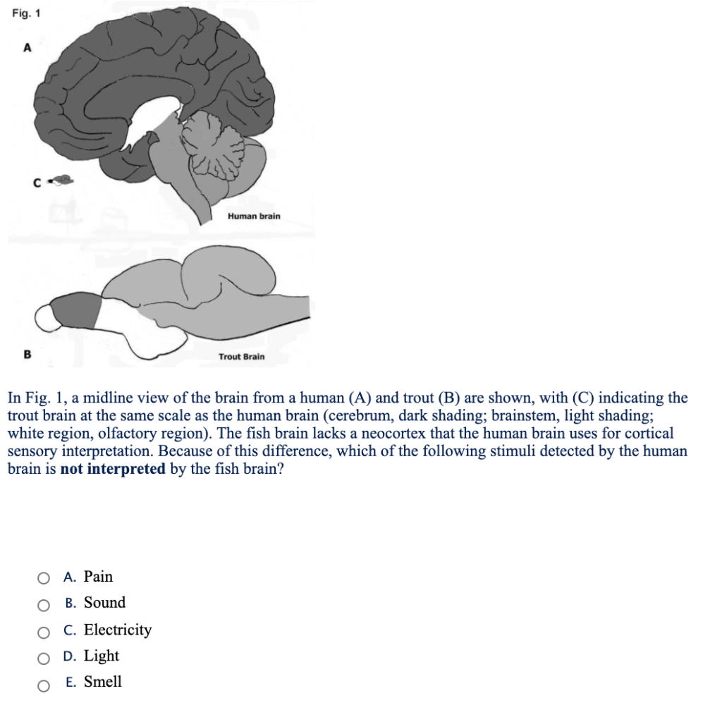 Solved Fig. 1 А с Human brain B Trout Brain In Fig. 1, a | Chegg.com