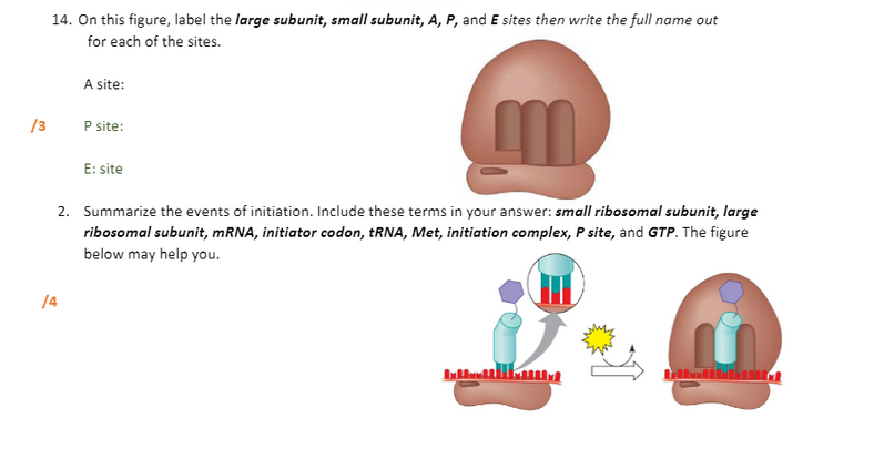 Solved 14. On this figure, label the large subunit, small | Chegg.com