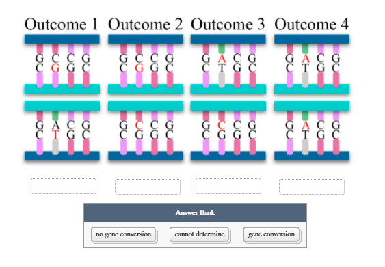 Solved Use the diagram showing DNA mismatch repair to solve | Chegg.com