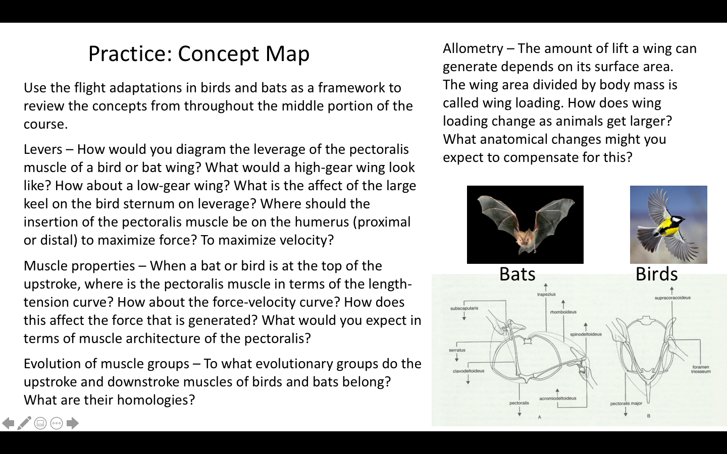 Solved Practice: Concept Map Allometry - The amount of lift | Chegg.com