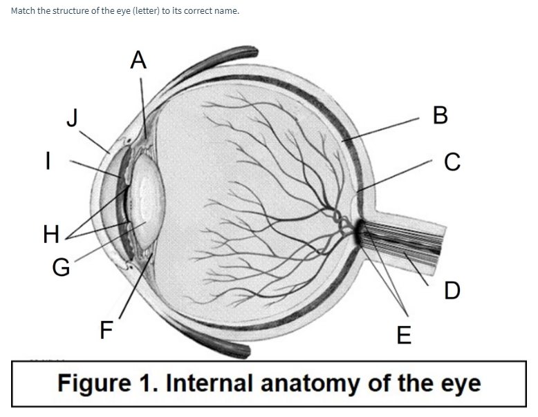 Solved Match the structure of the eye (letter) to its | Chegg.com