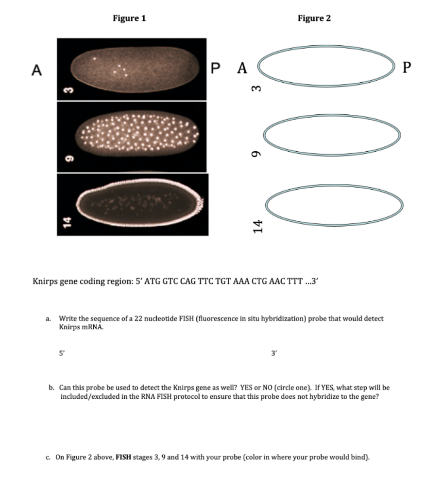 Solved Knirps gene coding region: 5' ATG GTC CAG TTC TGT AAA | Chegg.com