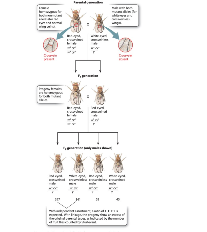 Solved The fruitfly cross shown here (Fig. 16.9 on page 351) | Chegg.com