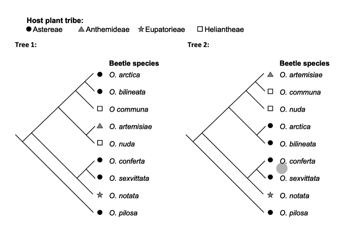 Solved Consider the following alternative phylogenetic trees | Chegg.com