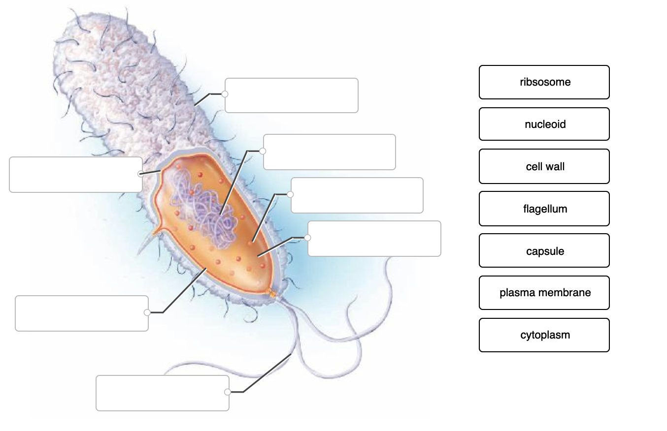 Solved ribsosome nucleoid cell wall flagellum capsule plasma | Chegg.com