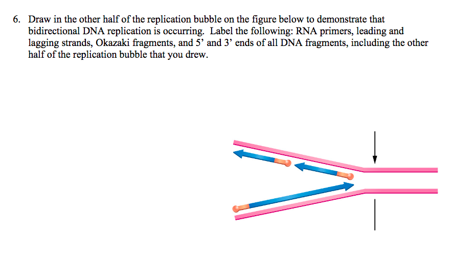 Solved 6. Draw in the other half of the replication bubble | Chegg.com