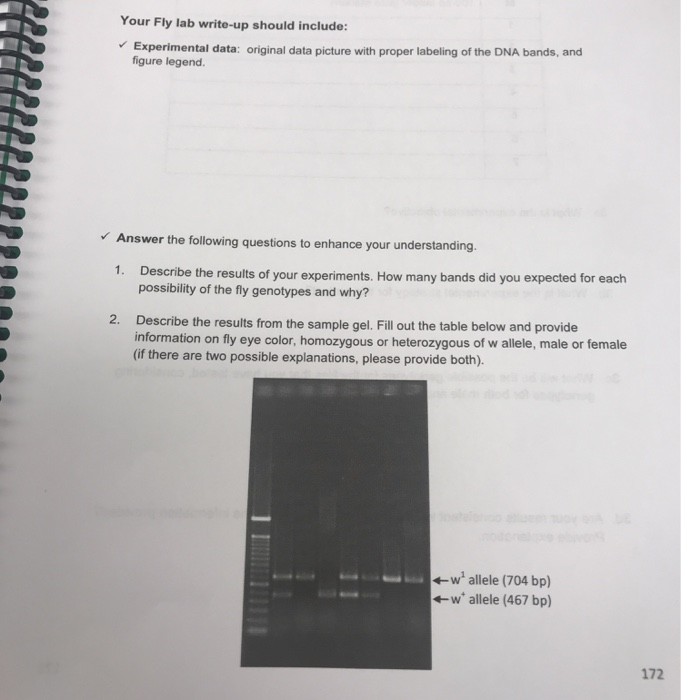 Solved Your Fly lab write-up should include: Experimental | Chegg.com