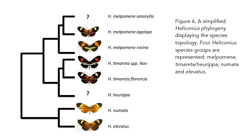 QUESTION 7. Examine Figure 6. Draw a phenogram based | Chegg.com