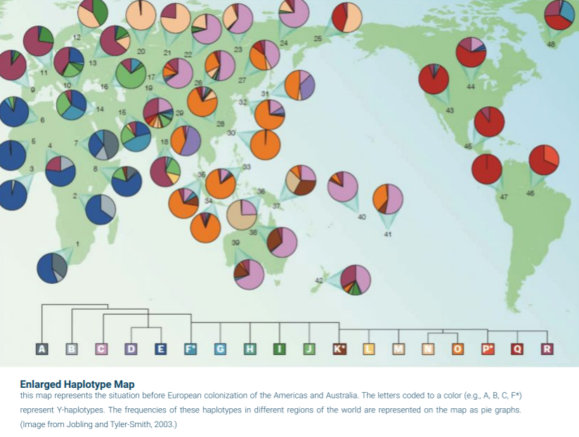 Solved 25 20 23 10 16 17 10 31 18 41 R Enlarged Haplotype | Chegg.com