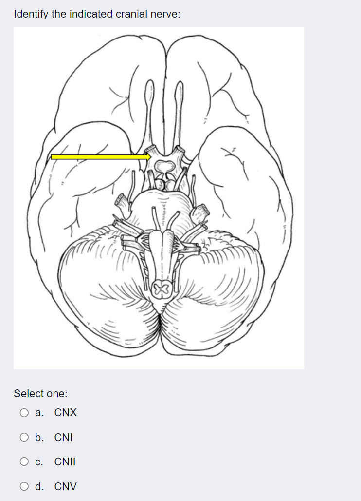 Solved Identify the indicated structure: Select one: a. | Chegg.com