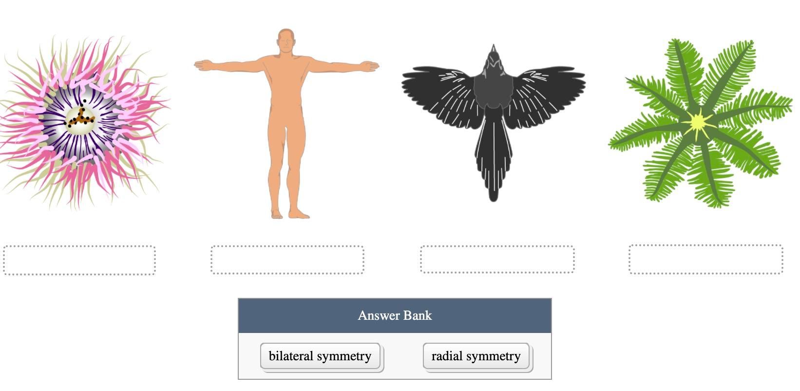 Solved Determine whether the body plans of the animals | Chegg.com