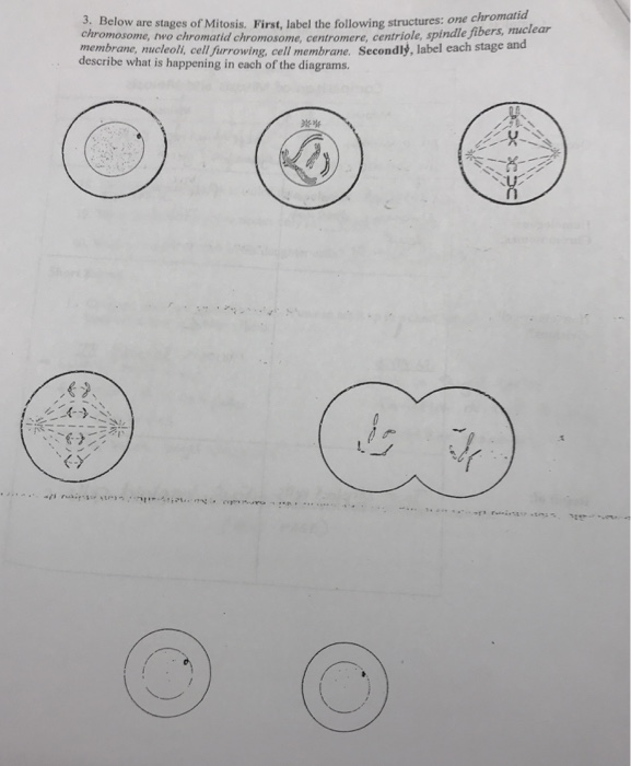 Solved chromatid 3. Below are stages of Mitosis. First, | Chegg.com