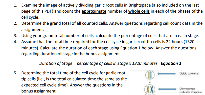 Solved 1. Examine the image of actively dividing garlic root | Chegg.com