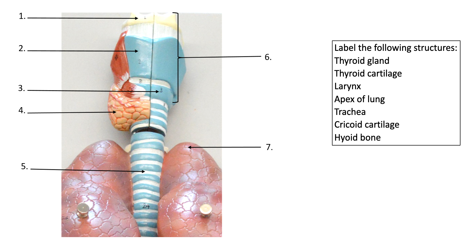 Solved 1.. 2.. 6. 3. Label the following structures: Thyroid | Chegg.com