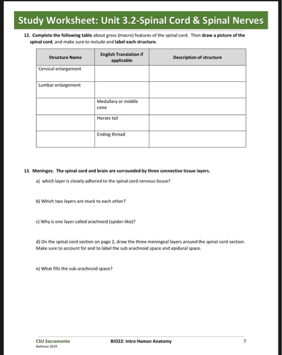 Solved Study Worksheet: Unit 3.2-Spinal Cord & Spinal Nerves | Chegg.com