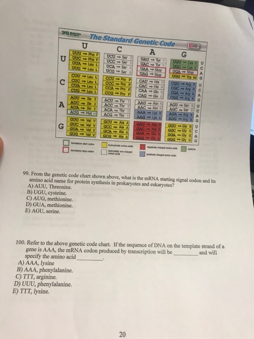 Solved The Standard Genetic Code - E to CUC. Lau L Thr GUC → | Chegg.com