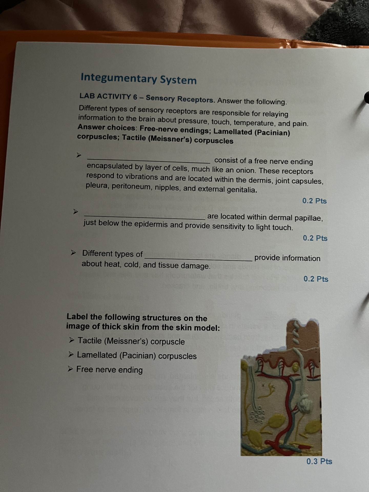 Solved integumentary System LAB ACTIVITY 6 - Sensory | Chegg.com