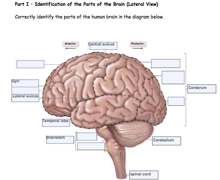 Solved Part I - Identification of the Parts of the Brain | Chegg.com