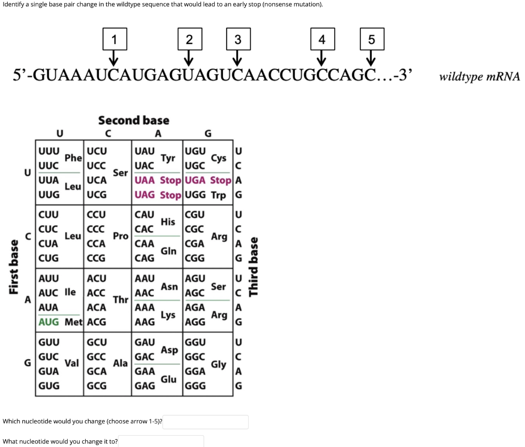 Solved Identify a single base pair change in the wildtype | Chegg.com