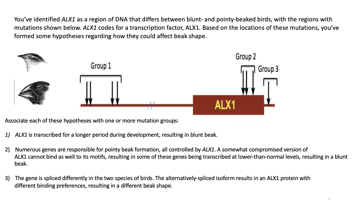 You've identified ALX1 as a region of DNA that | Chegg.com