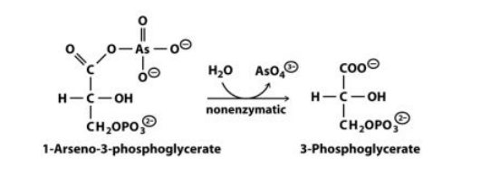 Solved 1. Arsenate (AsO4^-3) is a poison that acts as an | Chegg.com