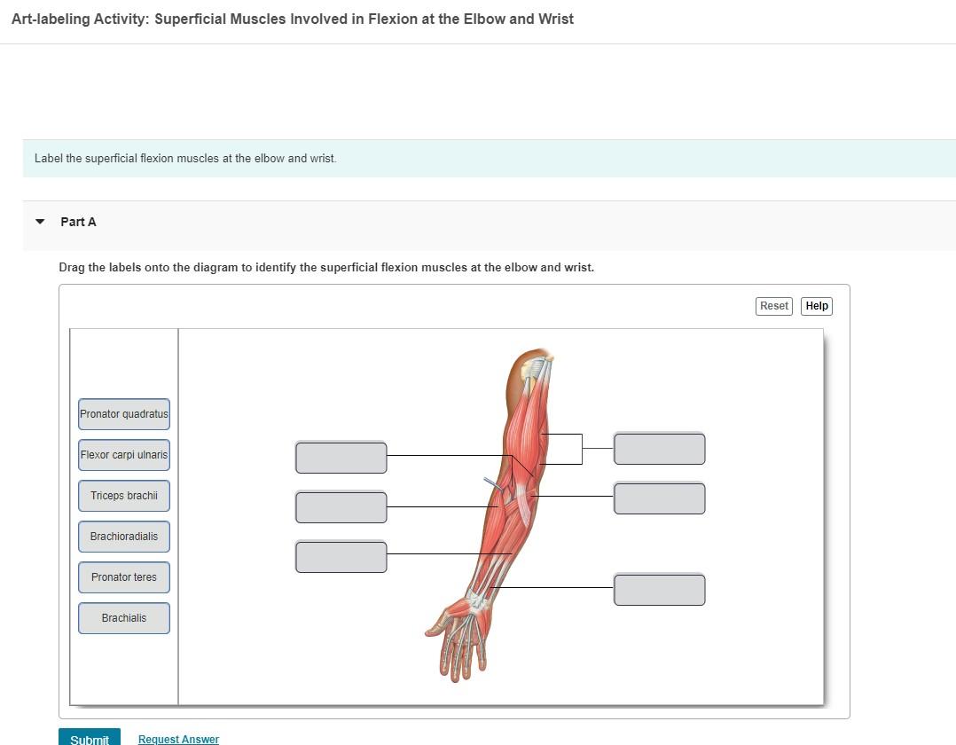 Solved Art-labeling Activity: Superficial Muscles Involved | Chegg.com