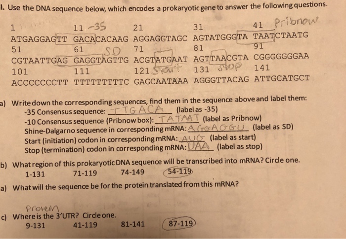 Solved I. Use the DNA sequence below, which encodes a | Chegg.com