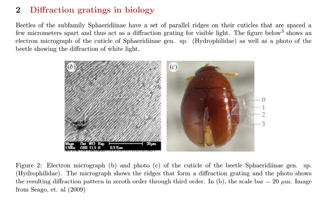 2 Diffraction gratings in biology Beetles of the | Chegg.com