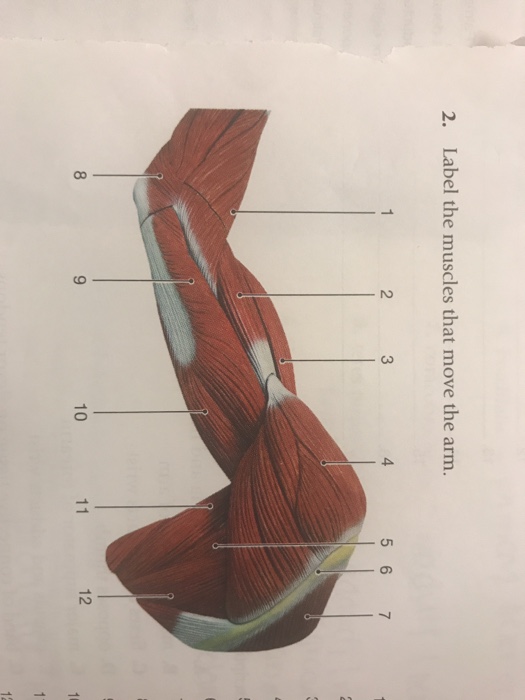 Solved 2. Label the muscles that move the arm. 2 4 12 9 10 | Chegg.com