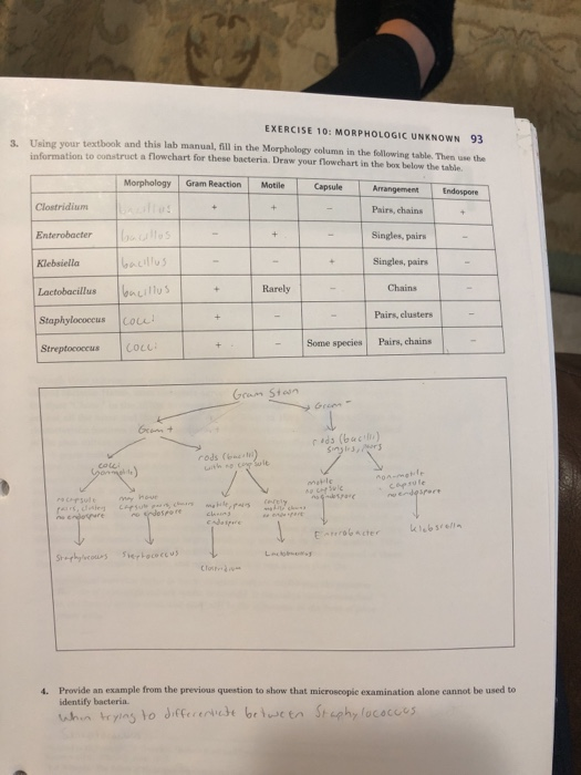 Solved EXERCISE 10: MORPHOLOGIC UNKNOWN 93 r textbook and | Chegg.com