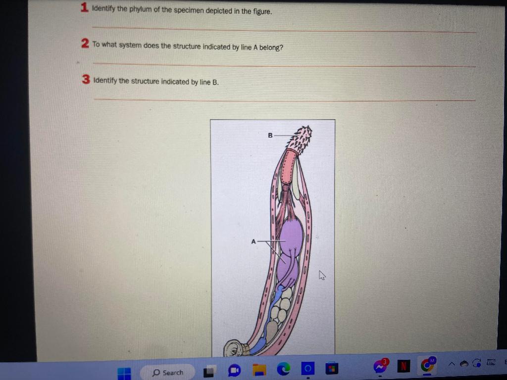 Solved 1 Identify the phylum of the specimen depicted in the | Chegg.com