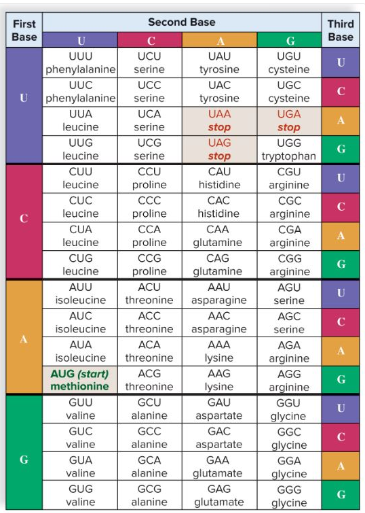 Solved by an EXPERT Using the codon chart, match the amino acids | Chegg.com