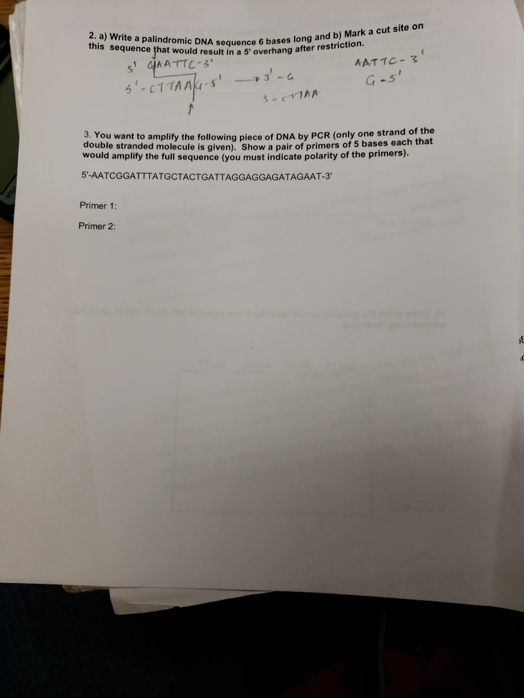 Solved this sequence that would result in a 5' overhang a | Chegg.com