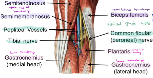 Popliteal Fossa Netter