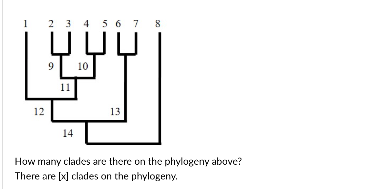 Solved How many clades are there on the phylogeny above? | Chegg.com