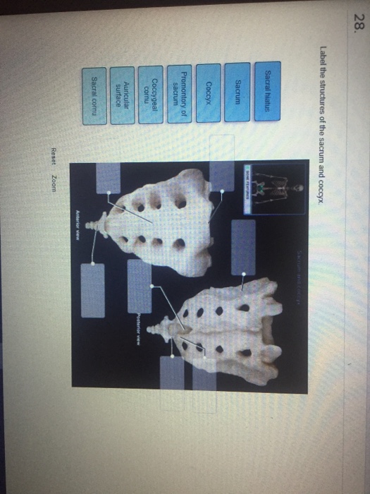 Solved 28 Label the structures of the sacrum and coccyx of | Chegg.com